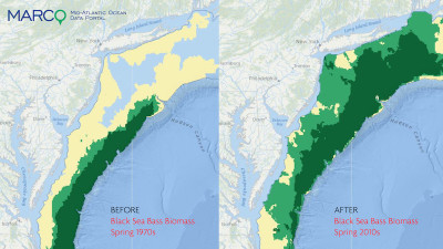 Worry spreads with black sea bass migration | National Fisherman