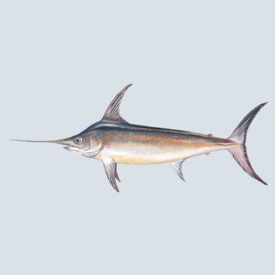 New federal law phases out large-mesh drift gillnets for California ...